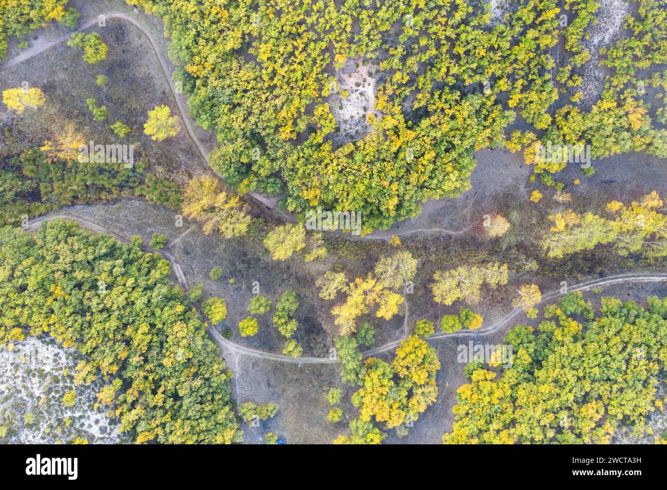 From above of overhead view of winding paths through the vibrant forest ...