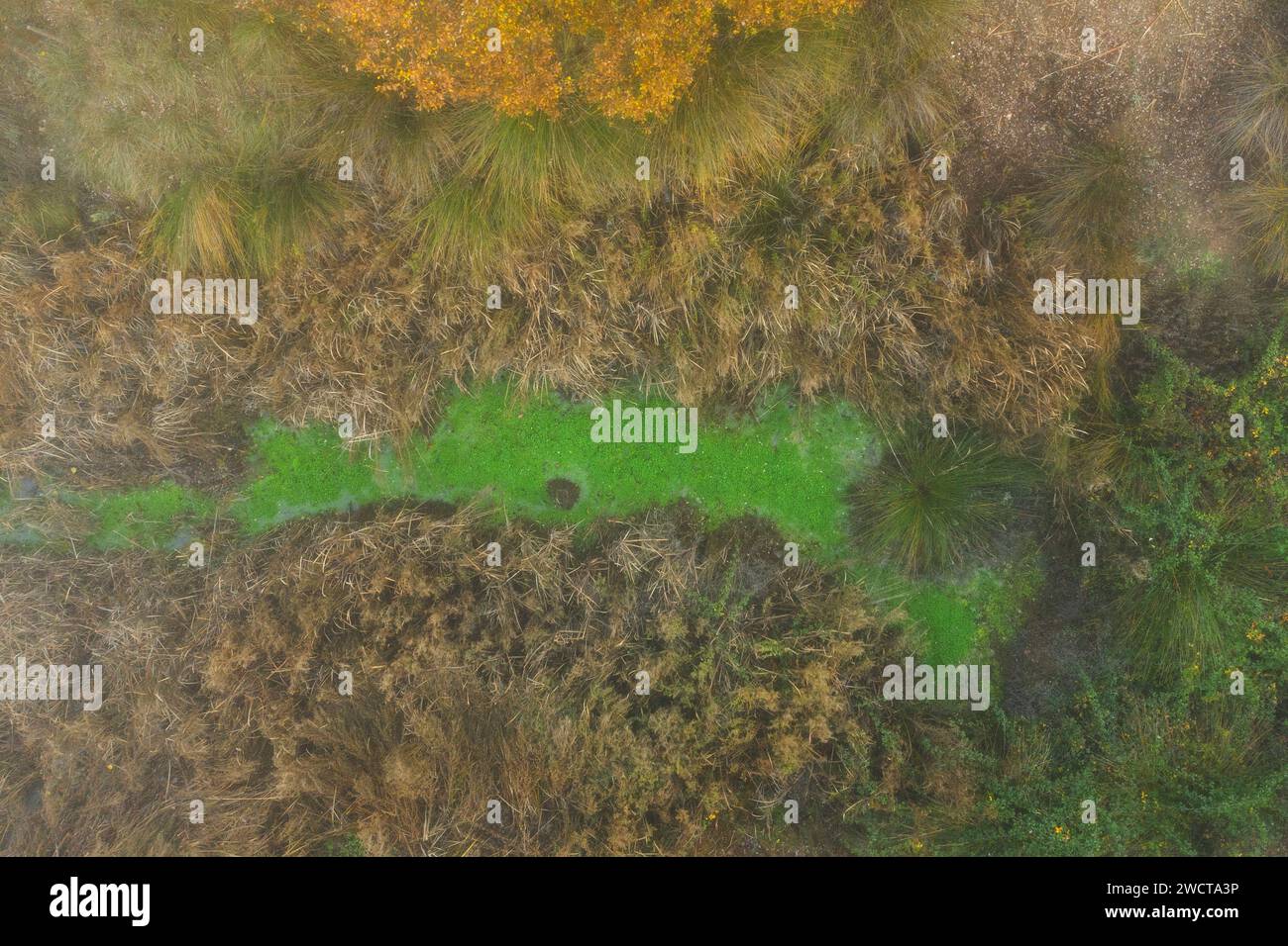 Aerial shot of a vivid green wetland area amidst a rugged dry landscape ...