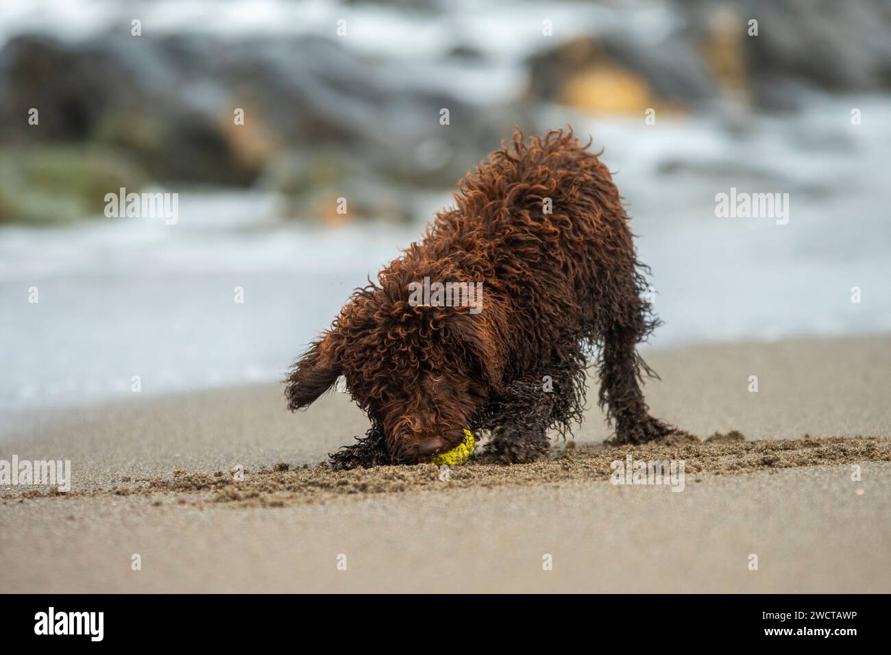 Dog pushing ball hi-res stock photography and images - Alamy