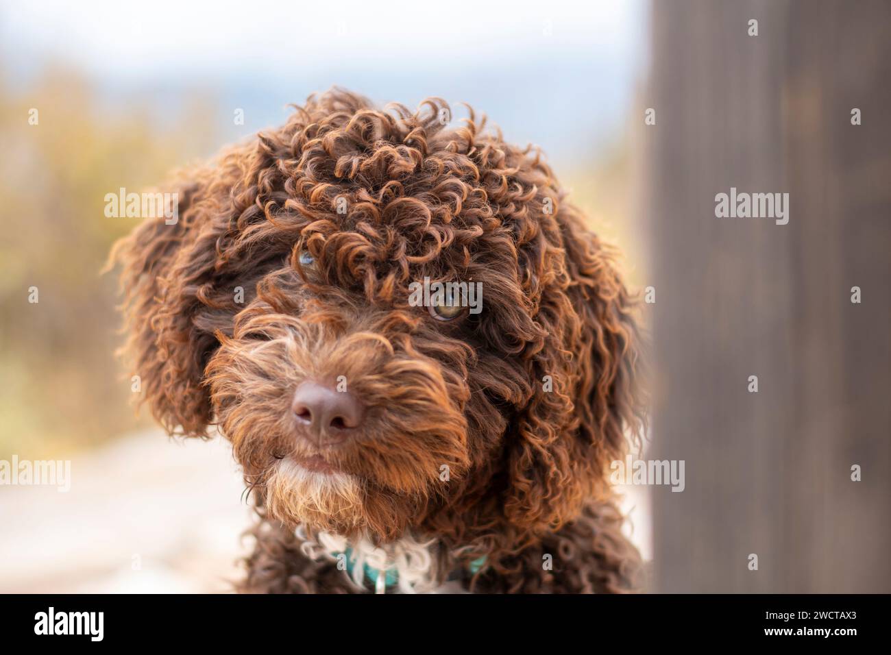 Poised Spanish Water Dog on a cobblestone path, showcasing its curly ...