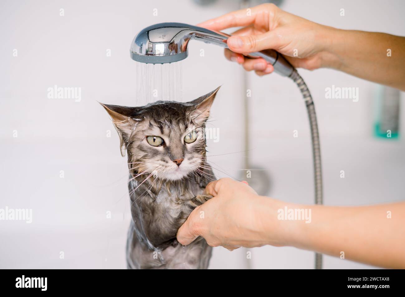 A displeased gray tabby cat getting bathed by a cropped unrecognizable ...