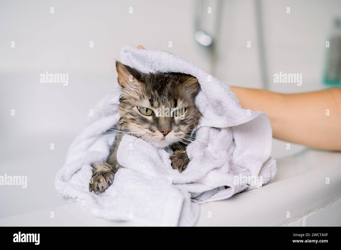 A wet gray tabby cat wrapped in a white towel looking grumpy after a ...