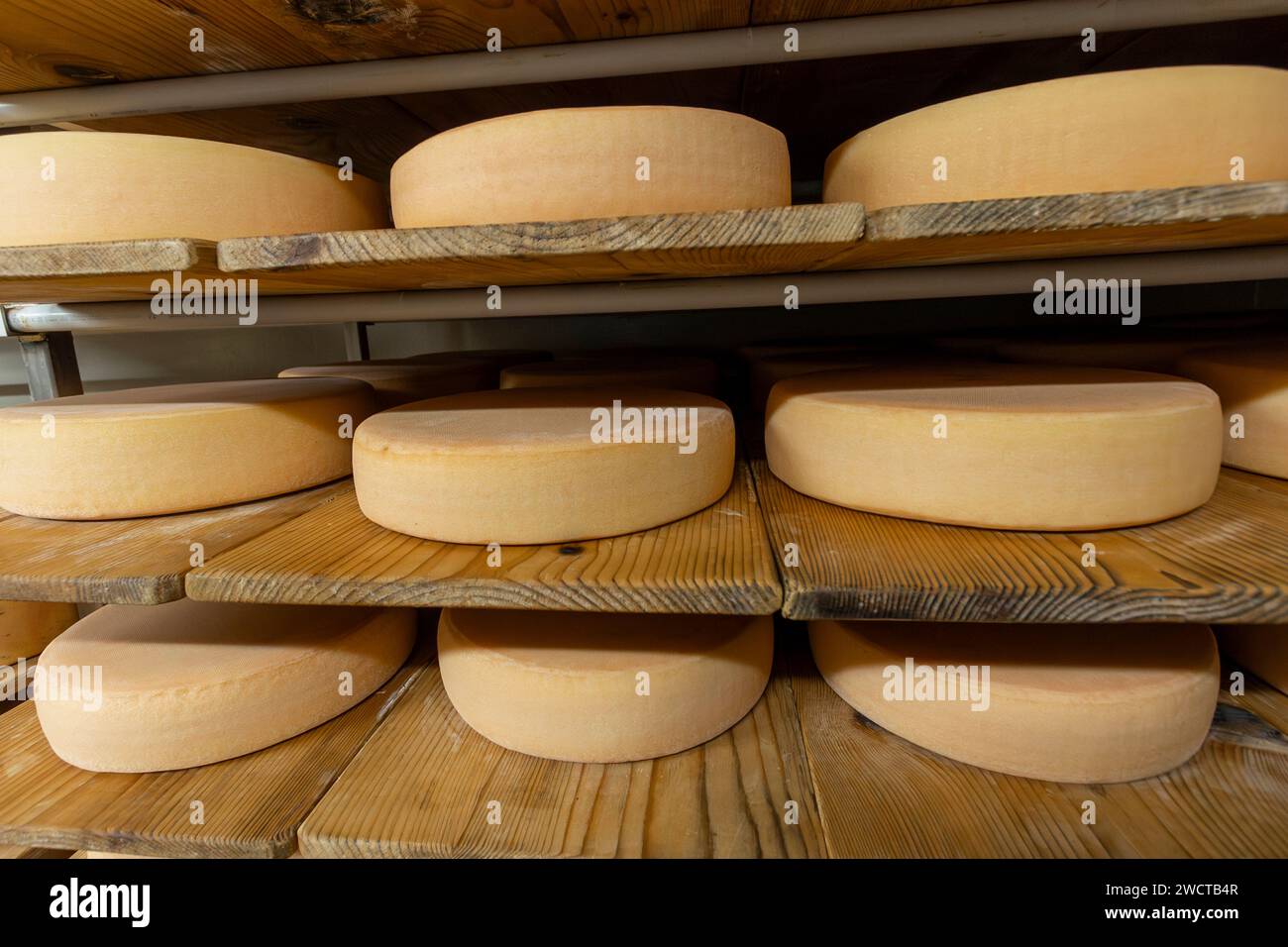 Close-up of artisan cheese wheels maturing on wooden shelves in a ...