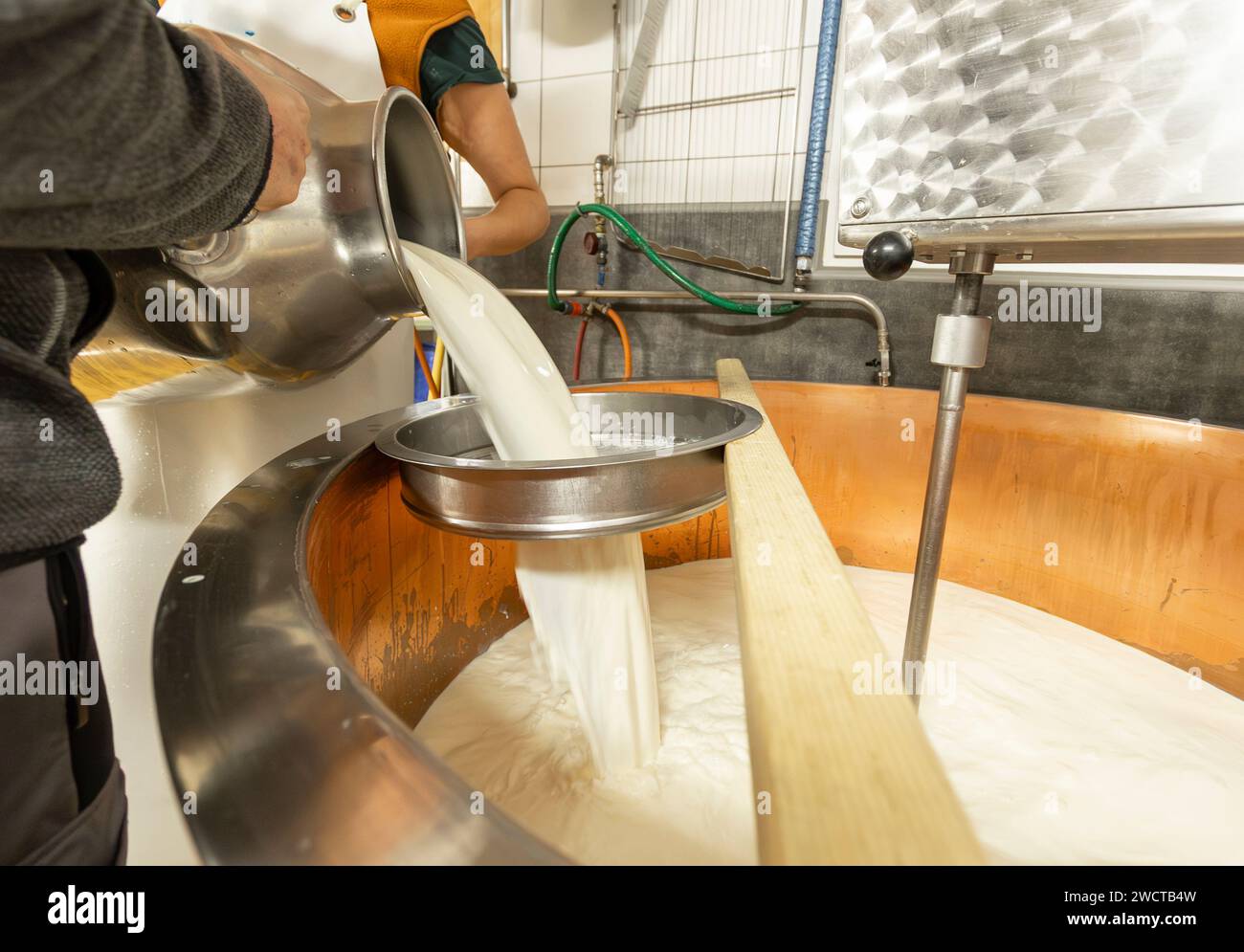 Milk streams from a stainless steel pasteurizer into a vat at a cheese ...