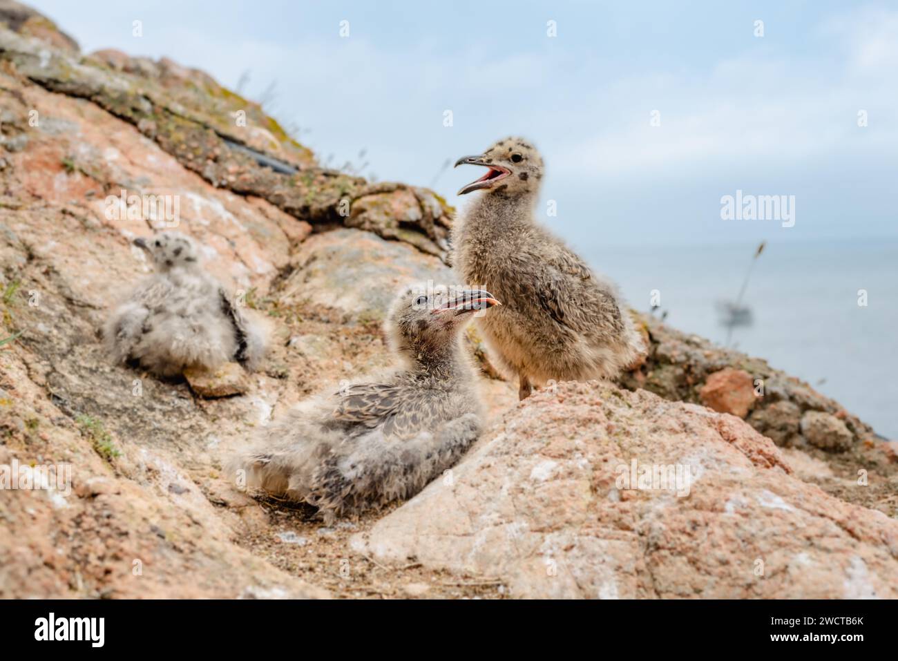 Two fluffy seagull chicks are resting on a rocky cliff by the sea with ...