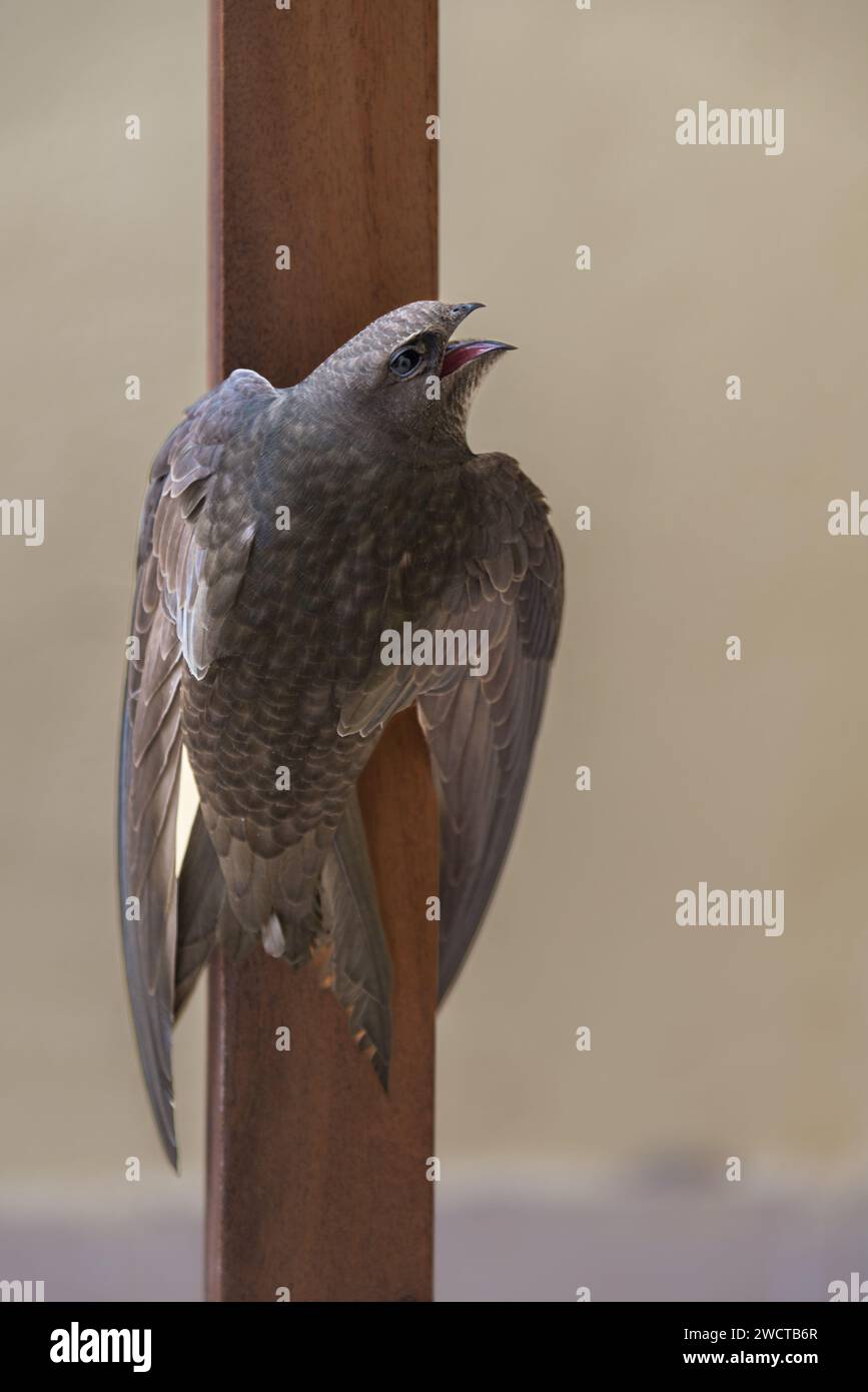 Swift grip hi-res stock photography and images - Alamy