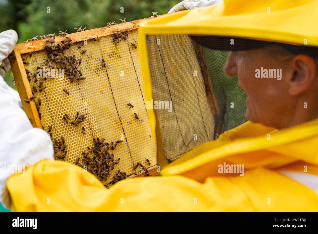 Side view of crop anonymous female beekeeper in yellow protective suit ...