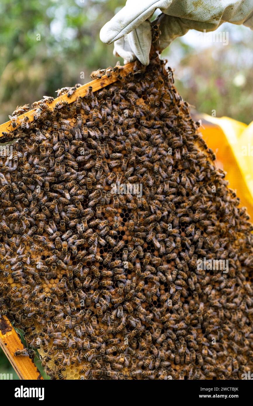 Anonymous beekeeper glove hand while standing touching wooden frame with honeycomb and sitting ...