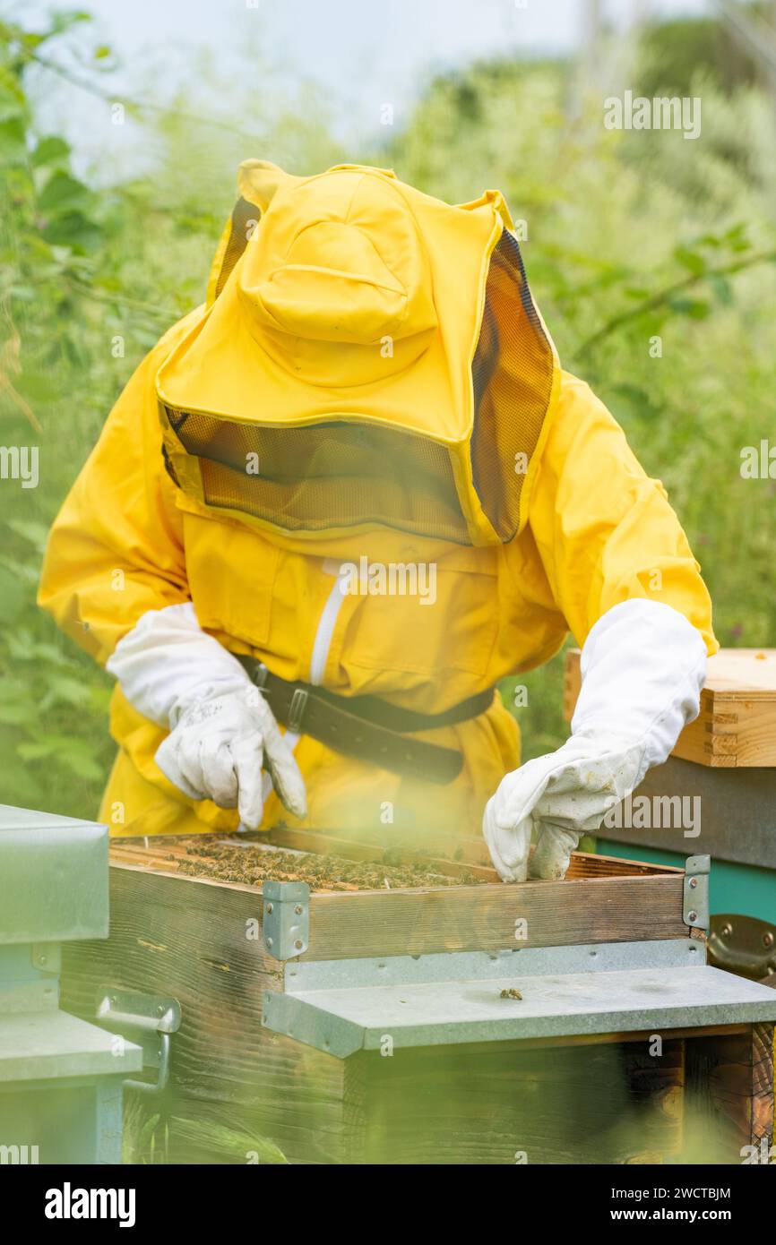 Anonymous beekeeper in yellow protective suit with veil and gloves ...