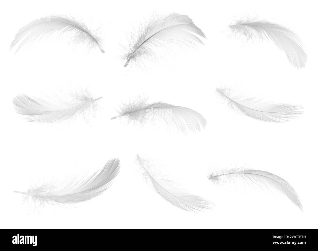 Light feathers isolated on white, collection. Plumage Stock Photo - Alamy