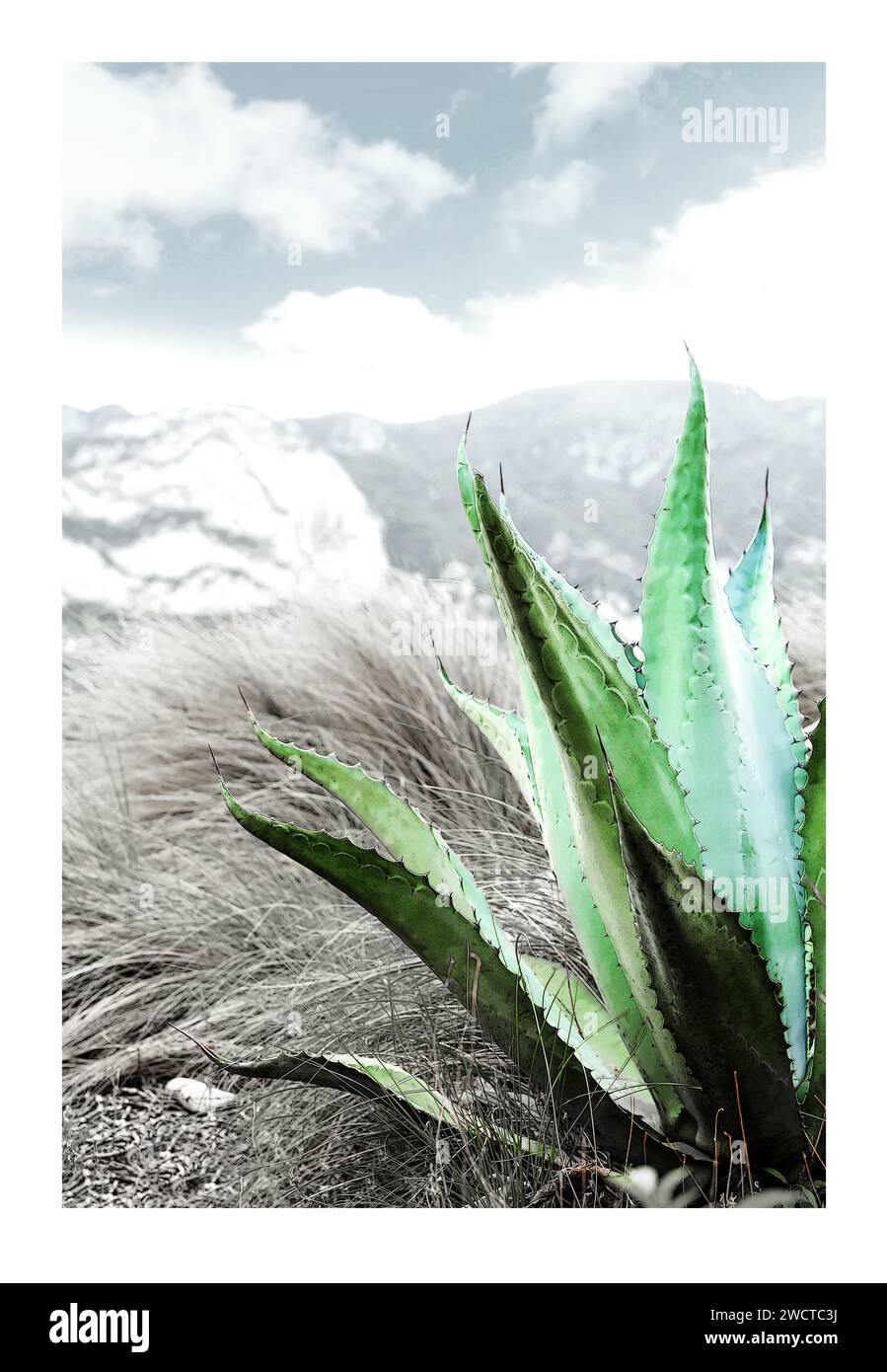 Beautiful agave plant outdoors, color toned. Card design Stock Photo ...