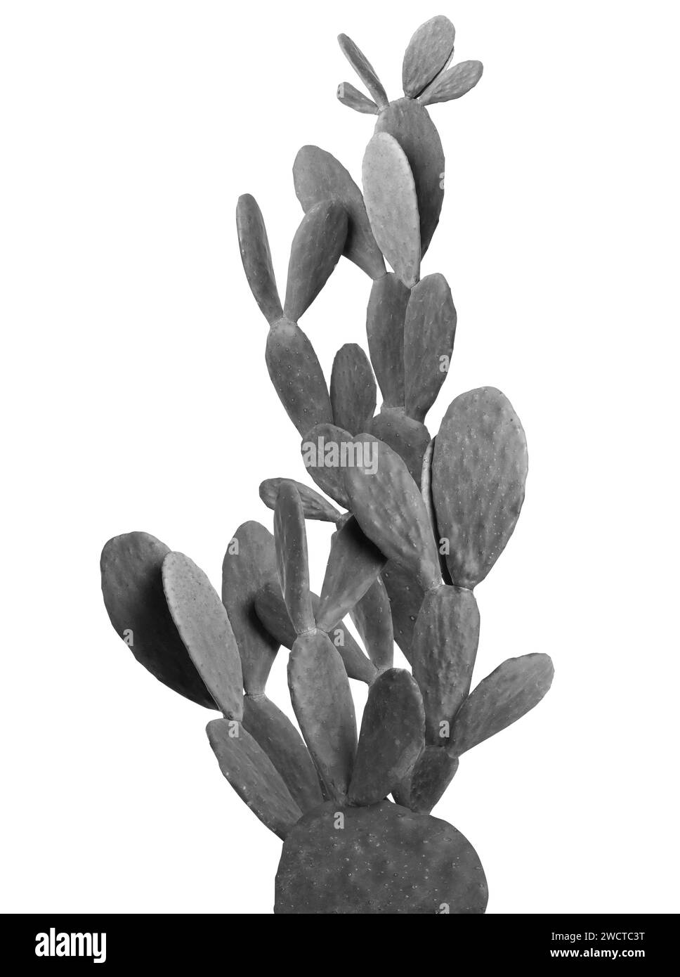 Cactus on white Black and White Stock Photos & Images - Alamy