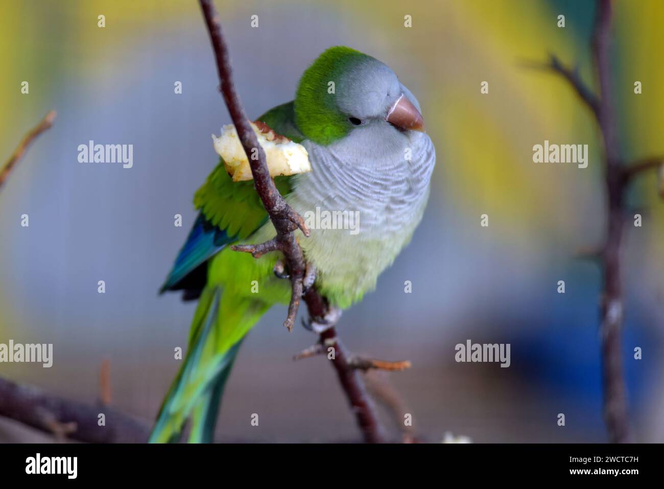 16 parrots hi-res stock photography and images - Alamy