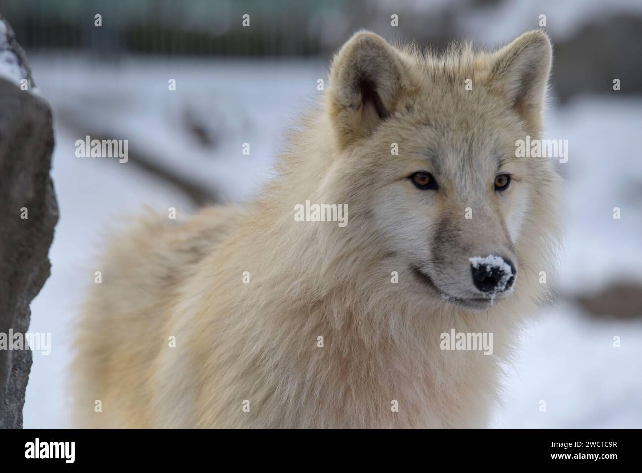 VINNYTSIA, UKRAINE - JANUARY 16, 2024 - Arctic wolf is seen in the ...