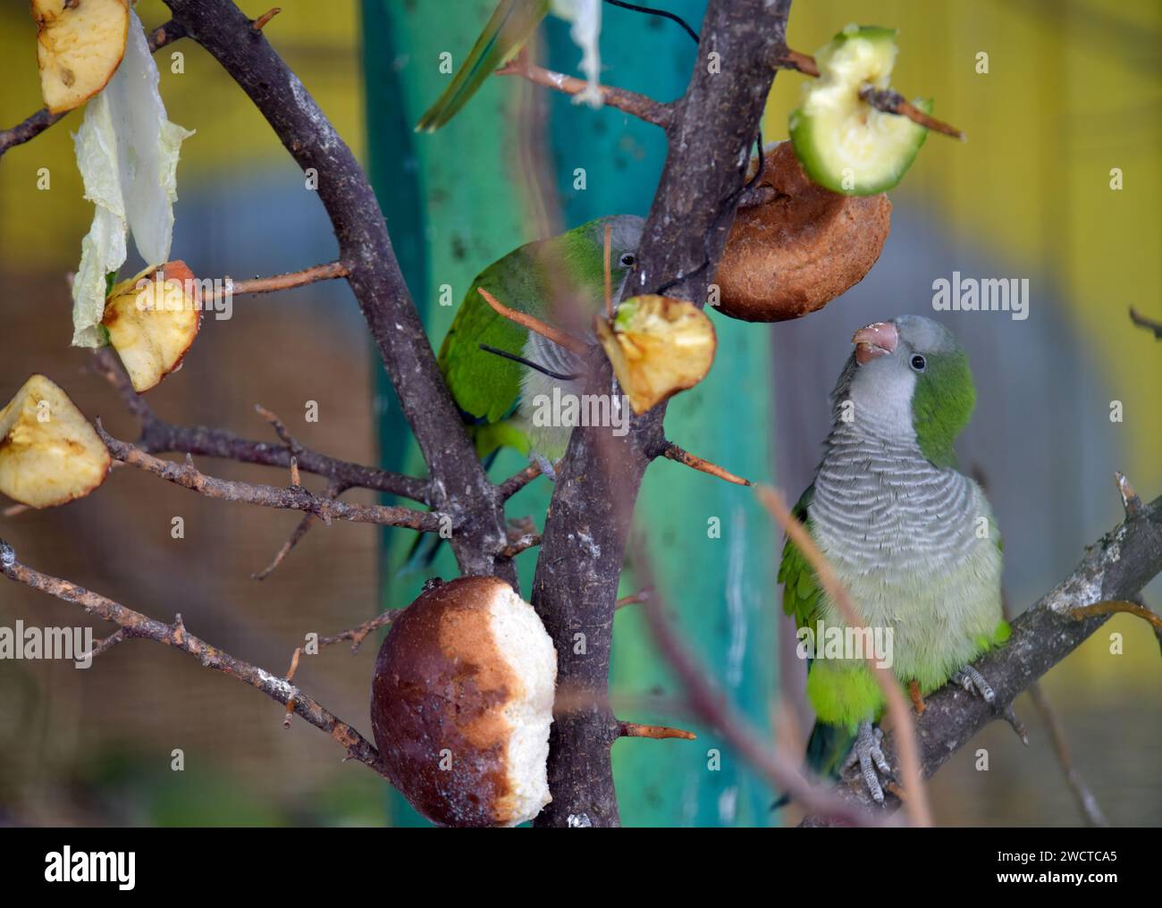 Snow parrots hi-res stock photography and images - Alamy