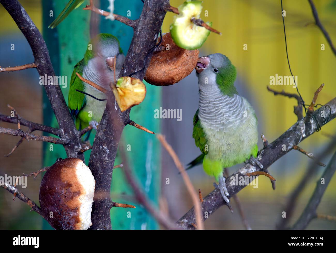 16 parrots hi-res stock photography and images - Alamy