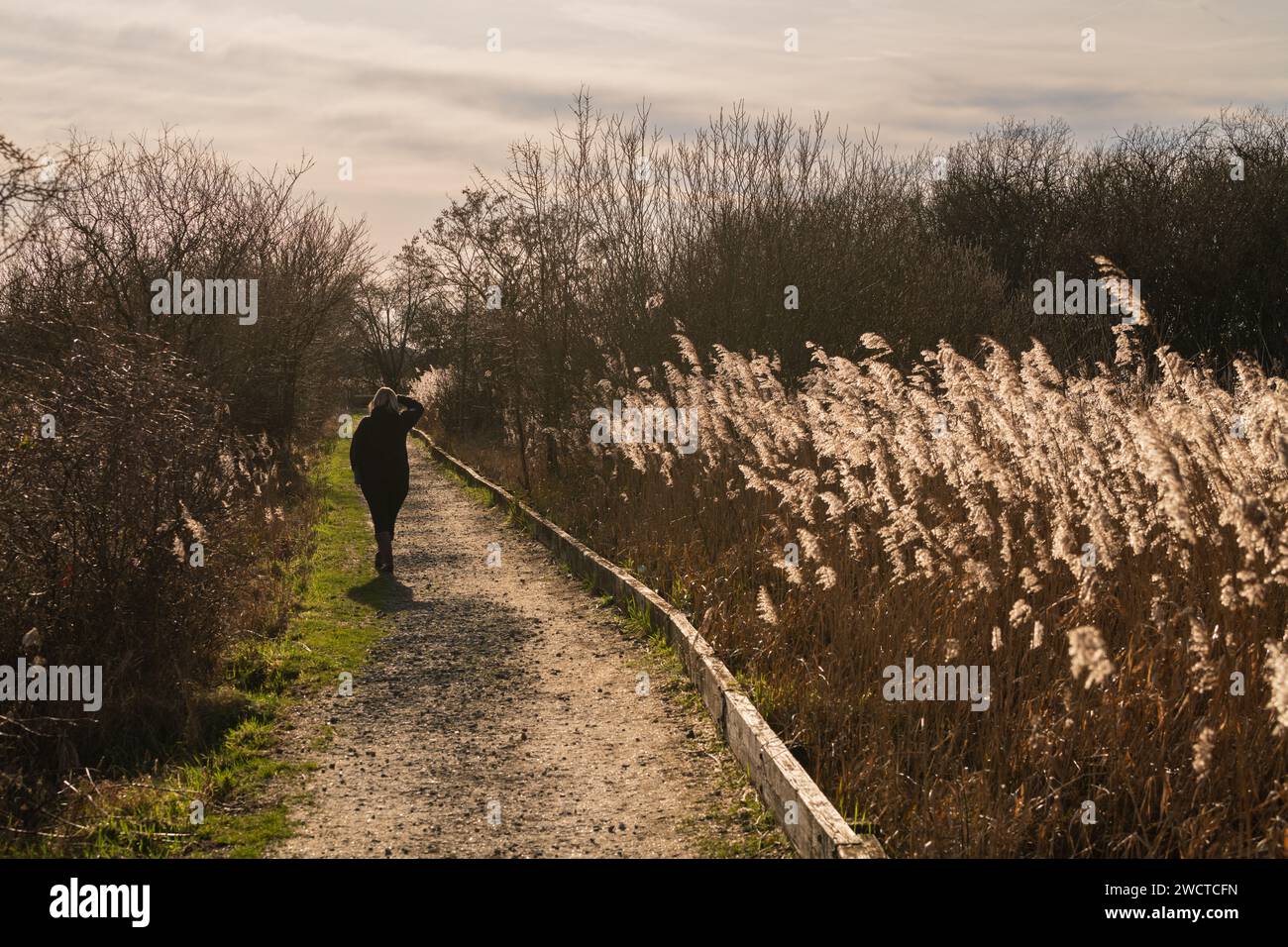 Lone figure exploring a path in the reedbeds at RSPB Strumpshaw in the ...