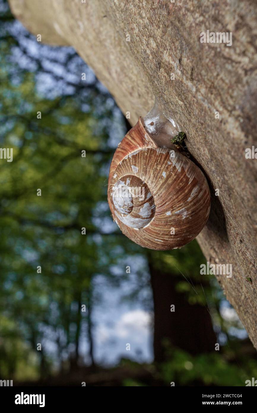 Empty shell house hi-res stock photography and images - Alamy
