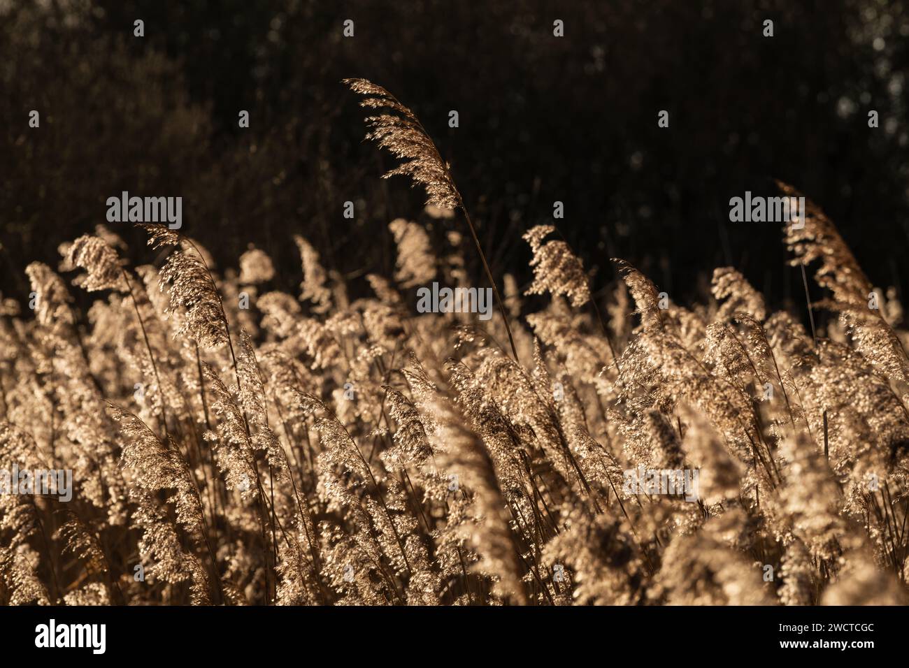 Golden light through the reeds at RSPB Strumpshaw in the Norfolk Broads ...