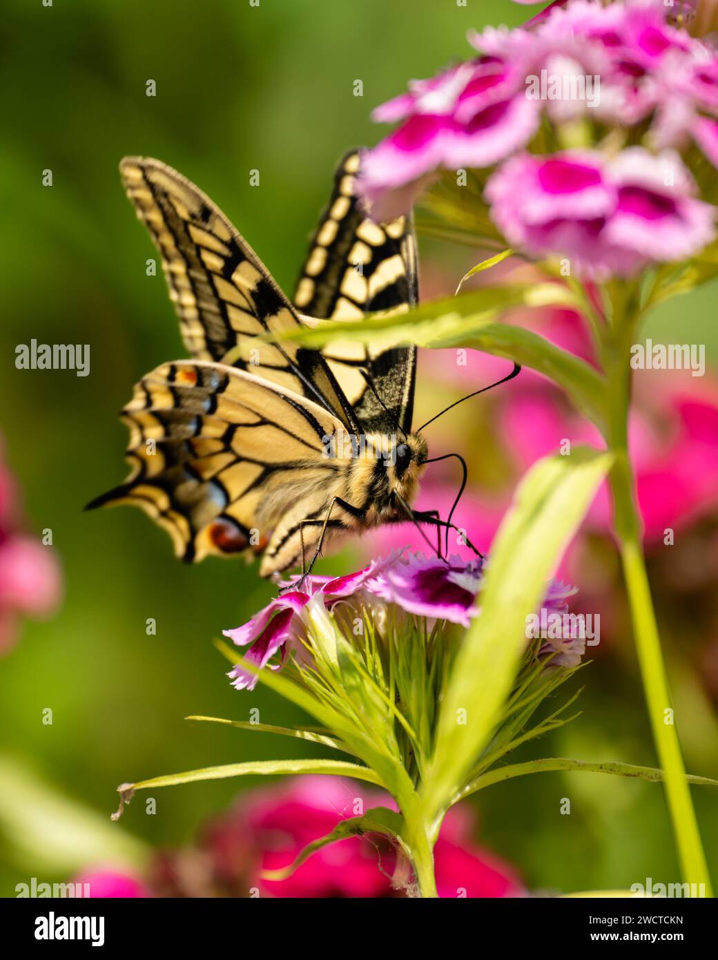 Dianthus barbatus butterfly hi-res stock photography and images - Alamy