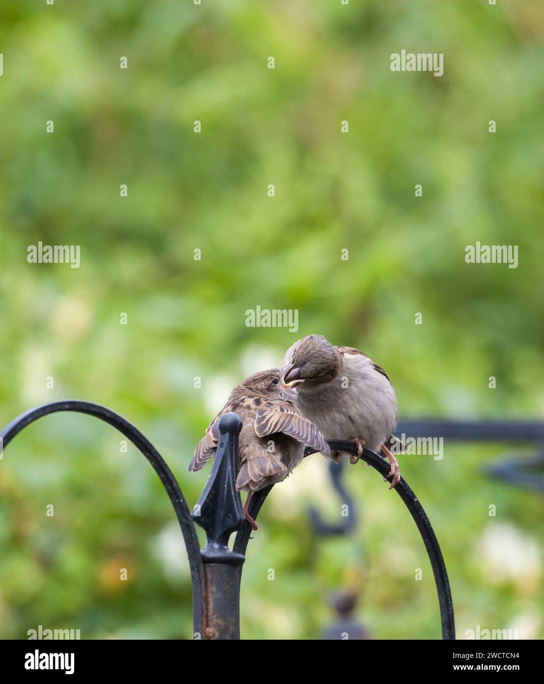 Female sparrow feeding chick hi-res stock photography and images - Alamy