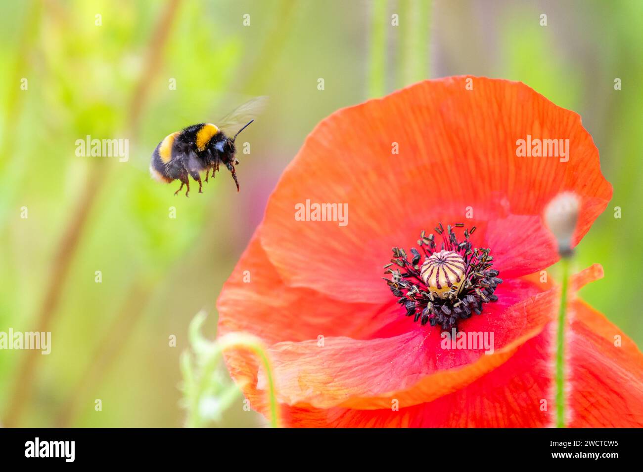 Strumpshaw fen flower hi-res stock photography and images - Alamy