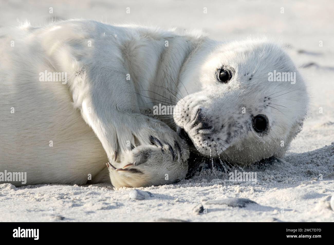 Kegelrobben Baby mit weissem Fell liegt am Sandstrand auf der Insel ... Kegelrobben Baby mit weissem Fell liegt am Sandstrand auf der Insel ...