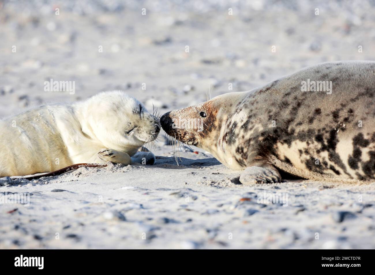 Lanugohaar hi-res stock photography and images - Alamy