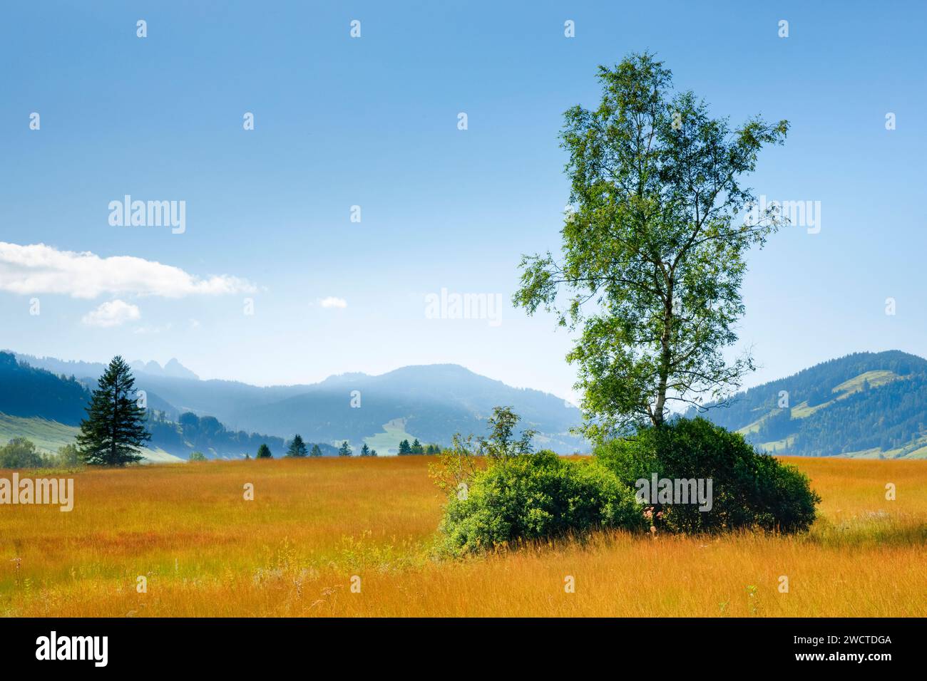 Das moorland hi-res stock photography and images - Alamy