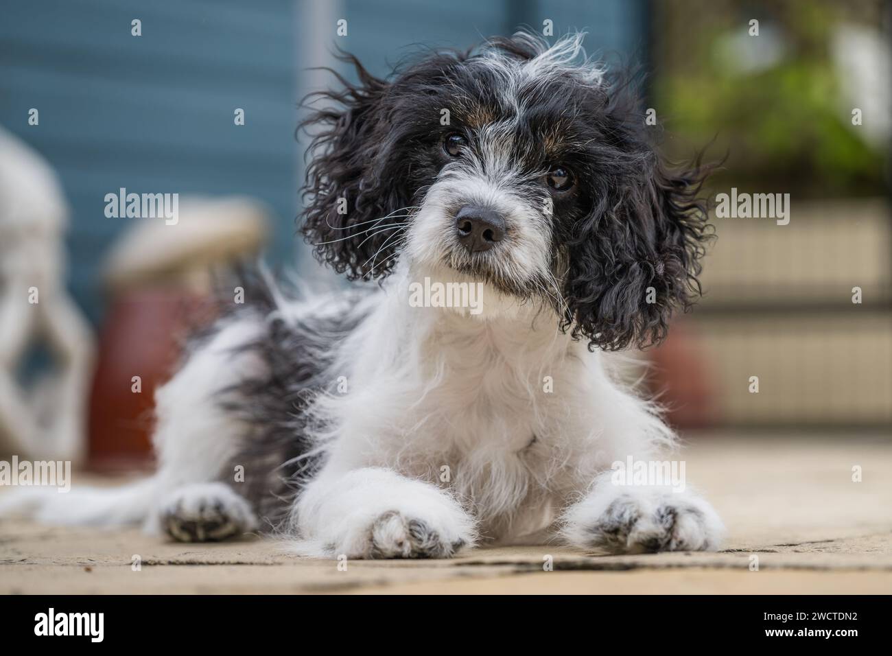 Cavapoo garden portrait vi July, 2023 Stock Photo - Alamy