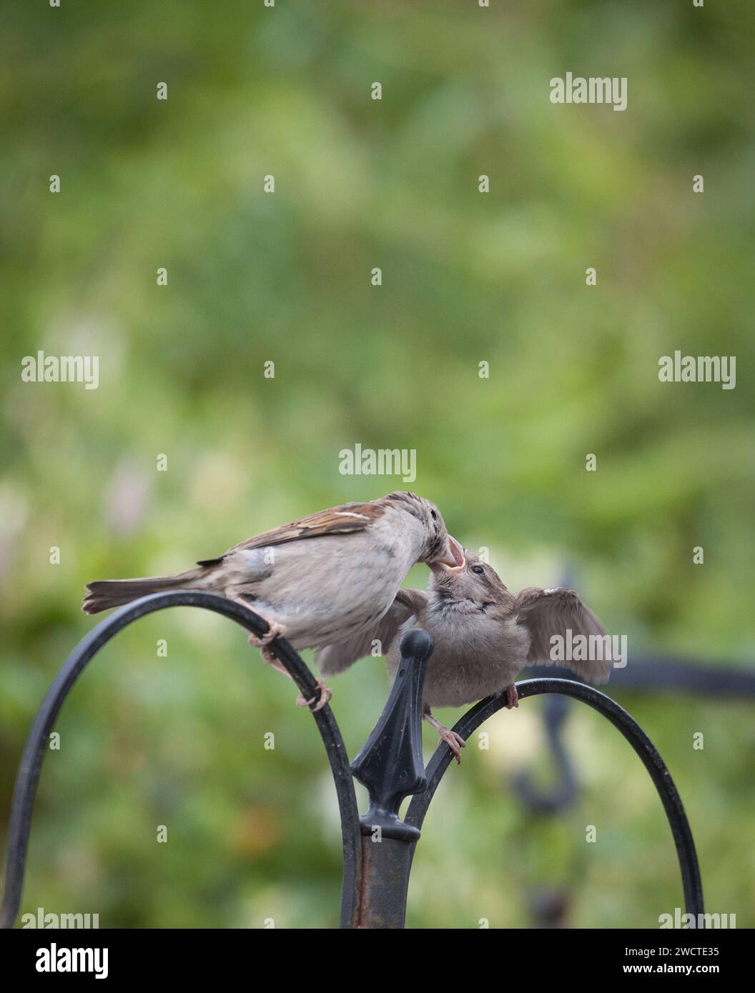Female sparrow feeding chick hi-res stock photography and images - Alamy