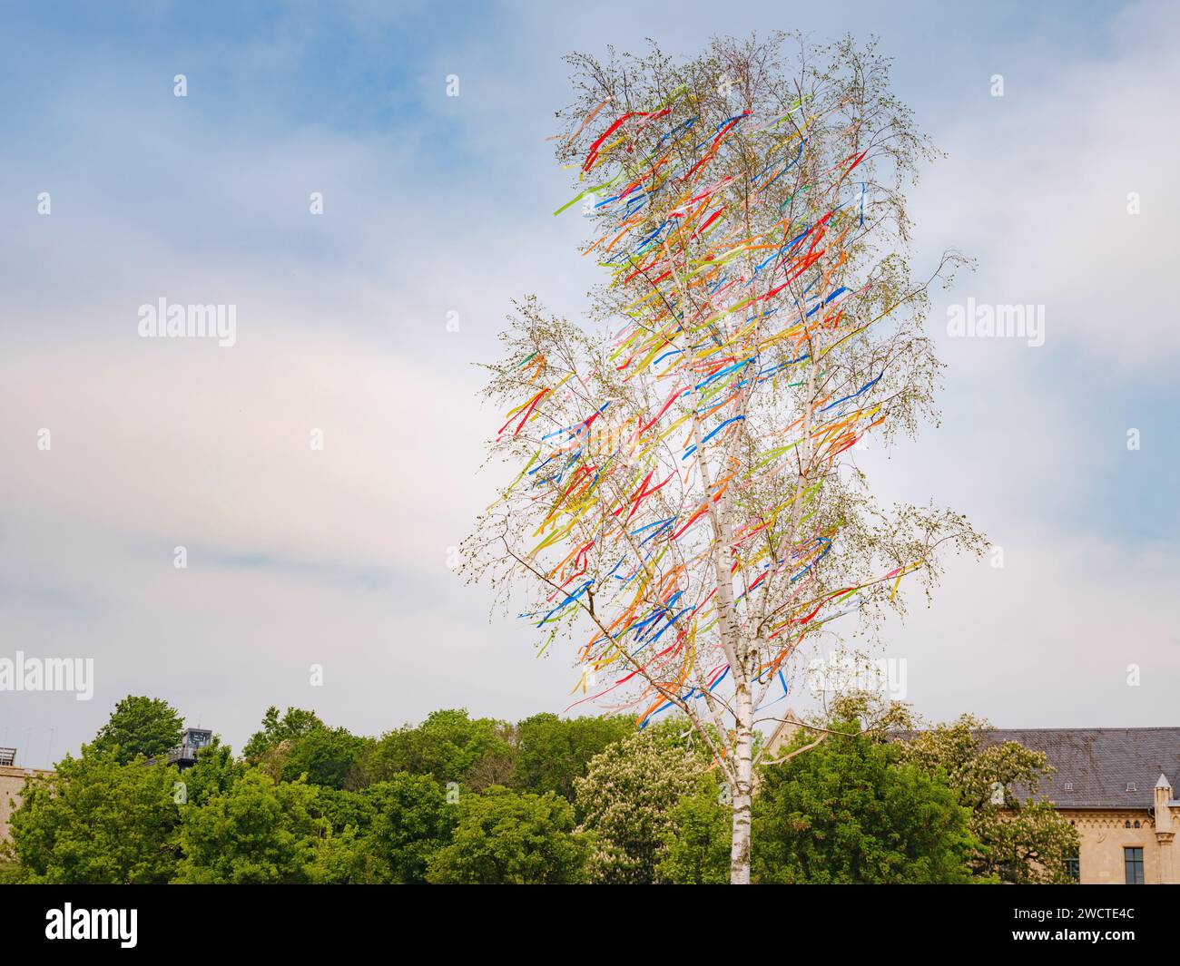 spring trip to Europe. Tall birch tree in center of Erfurt decorated ...