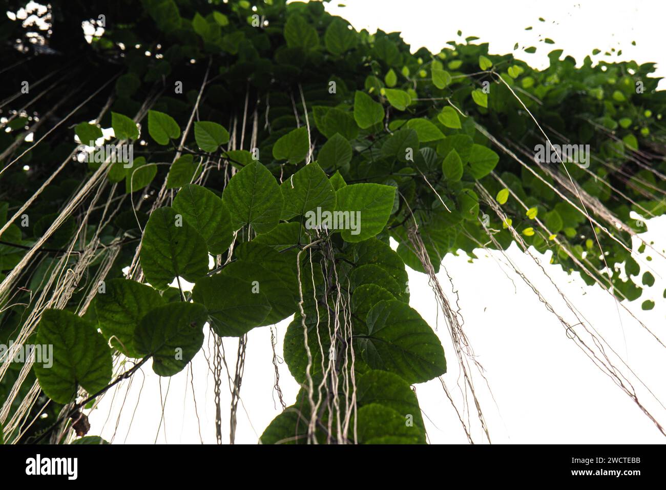 Hot climates hi-res stock photography and images - Alamy