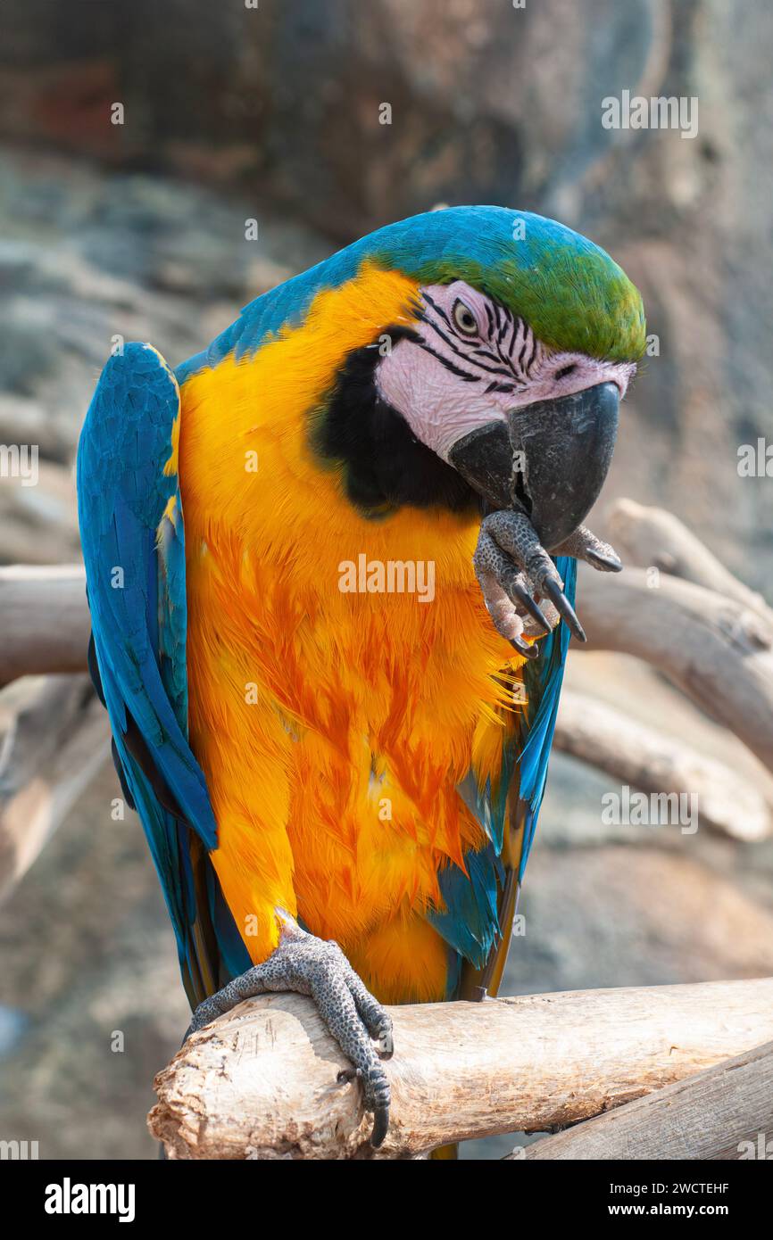 portrait of a scarlet macaw cleaning its feet Stock Photo - Alamy