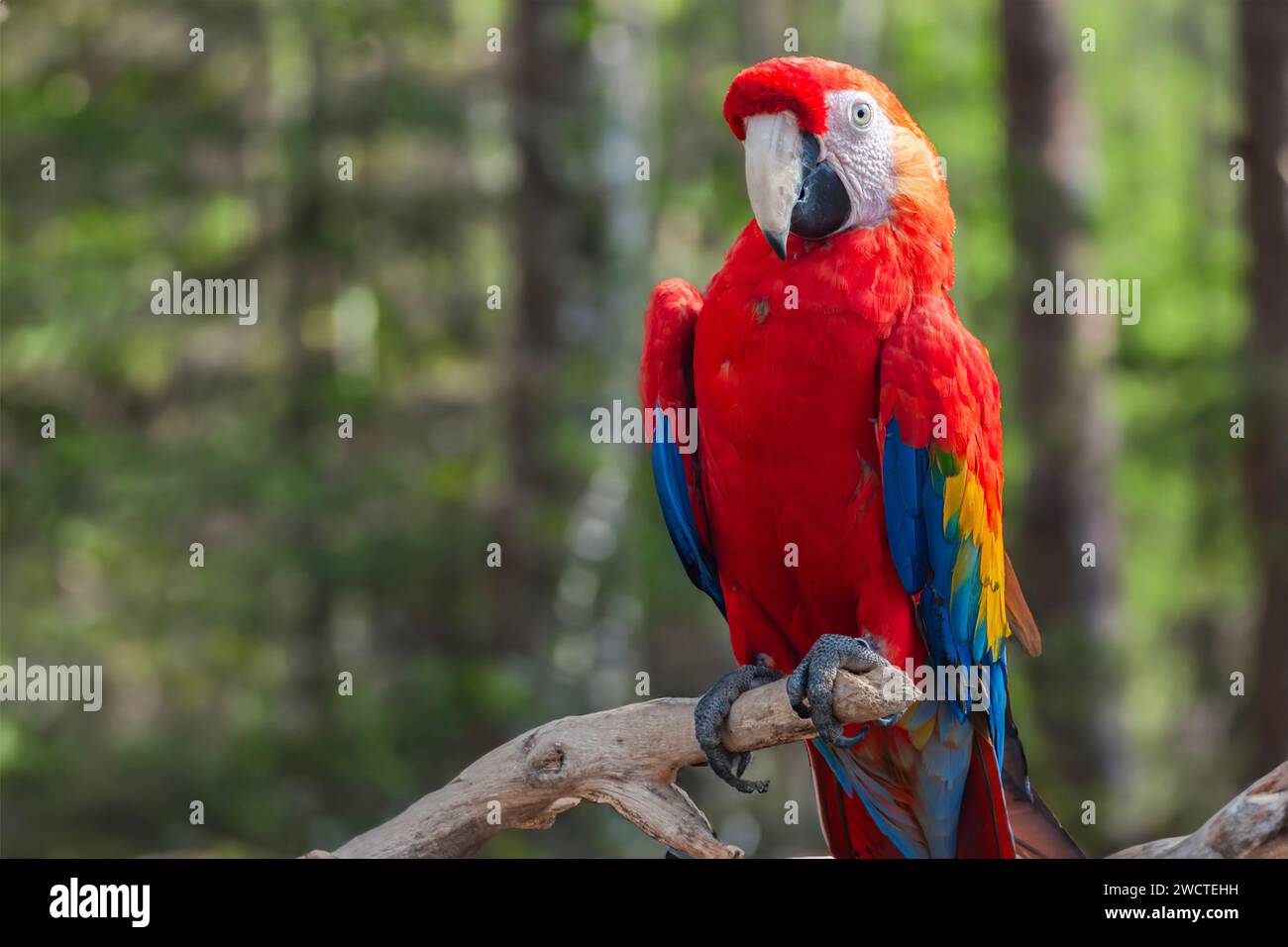 Scarlet macaw belize hi-res stock photography and images - Alamy