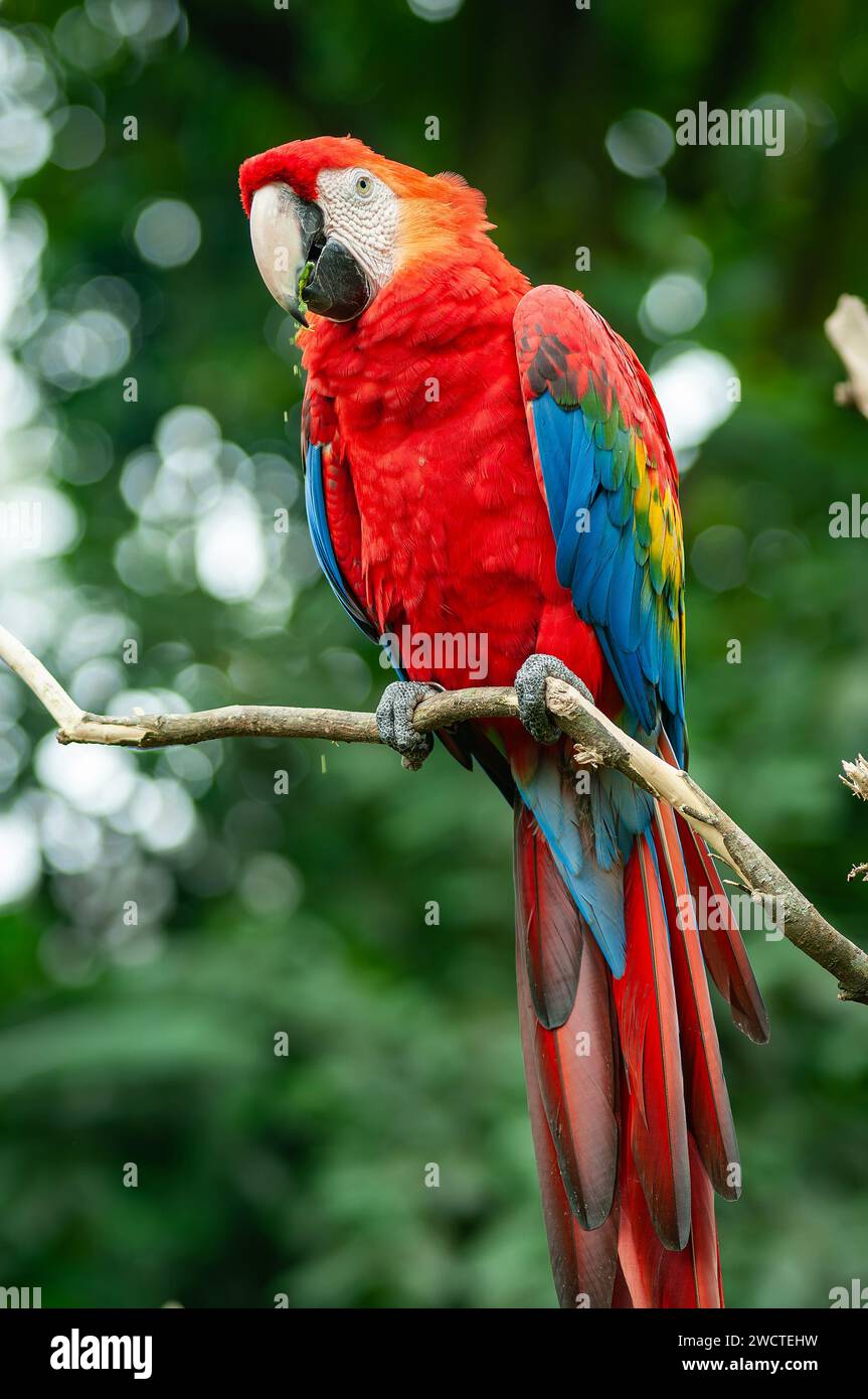 Scarlet macaw belize hi-res stock photography and images - Alamy