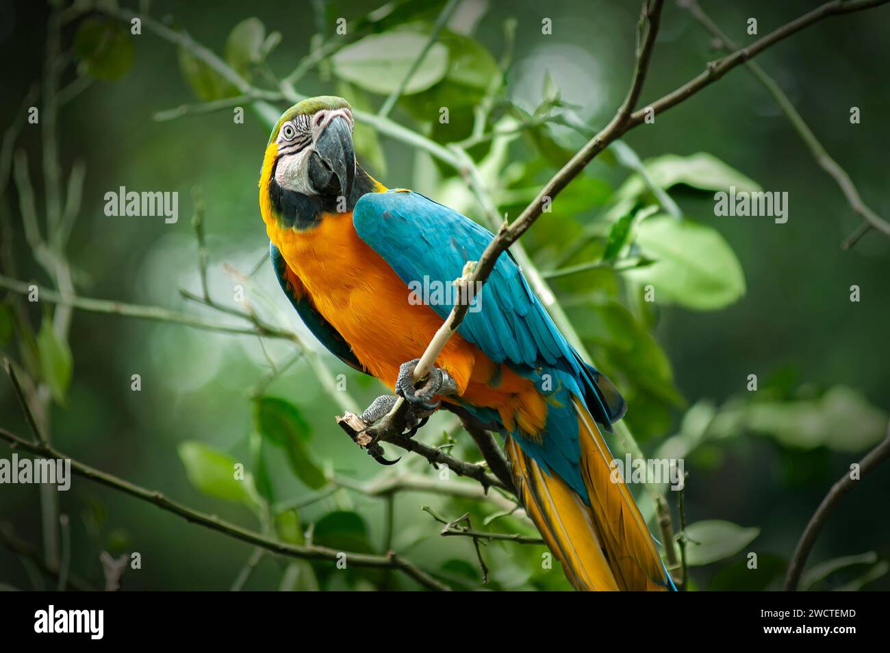 portrait of a scarlet macaw bird perched on a tree branch Stock Photo ...