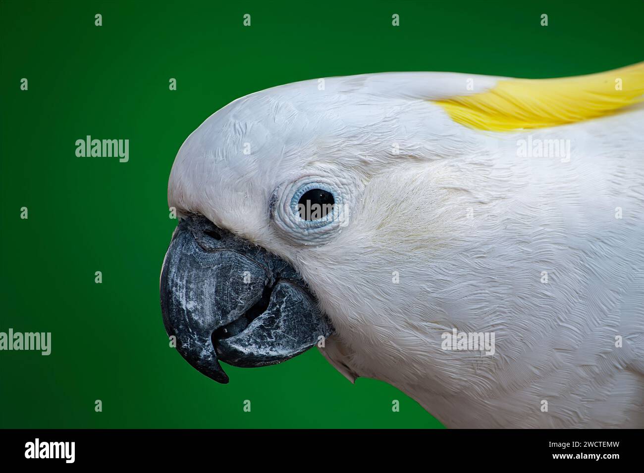 Parrot outline hi-res stock photography and images - Alamy