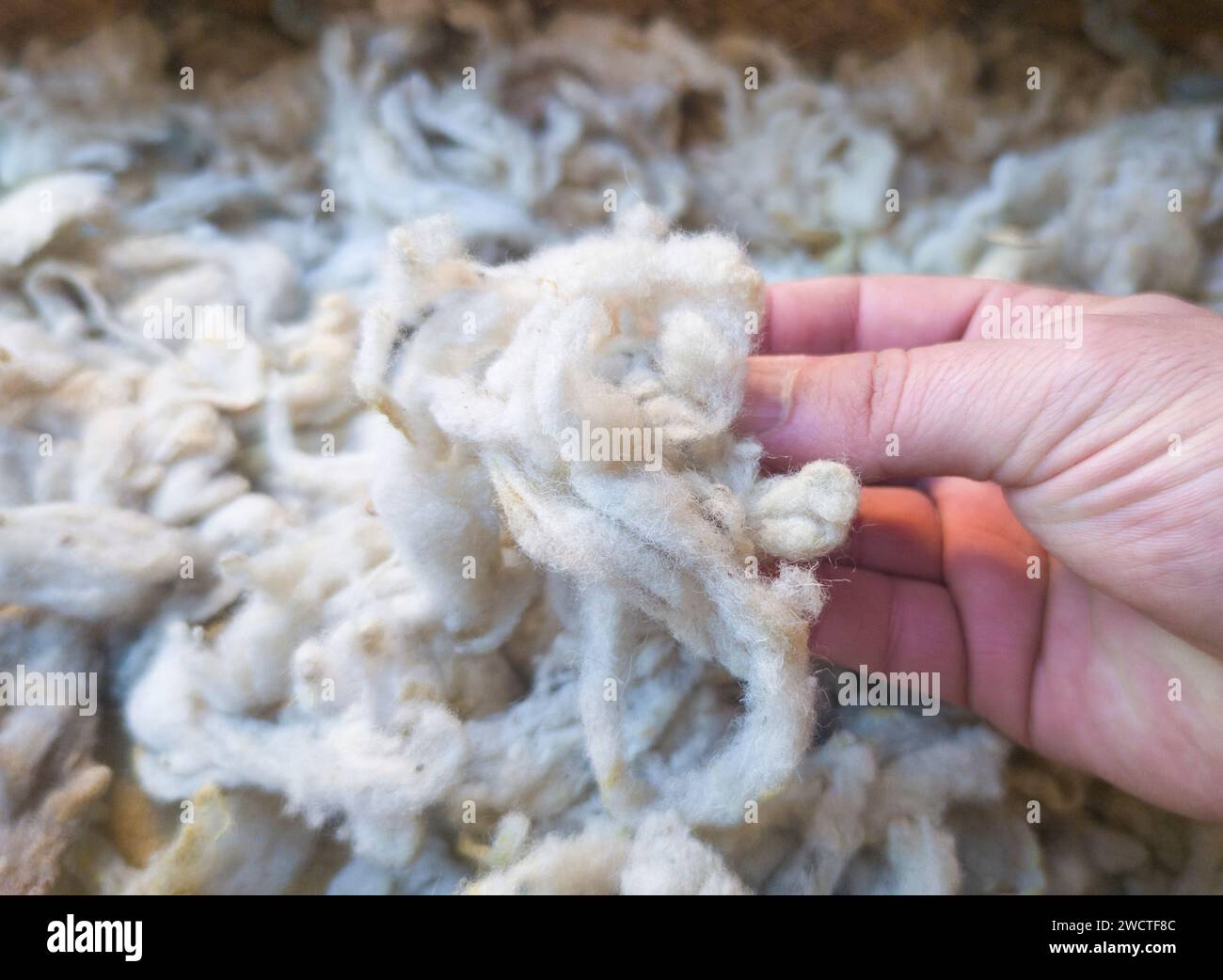 Mans hand touching wool hi-res stock photography and images - Alamy