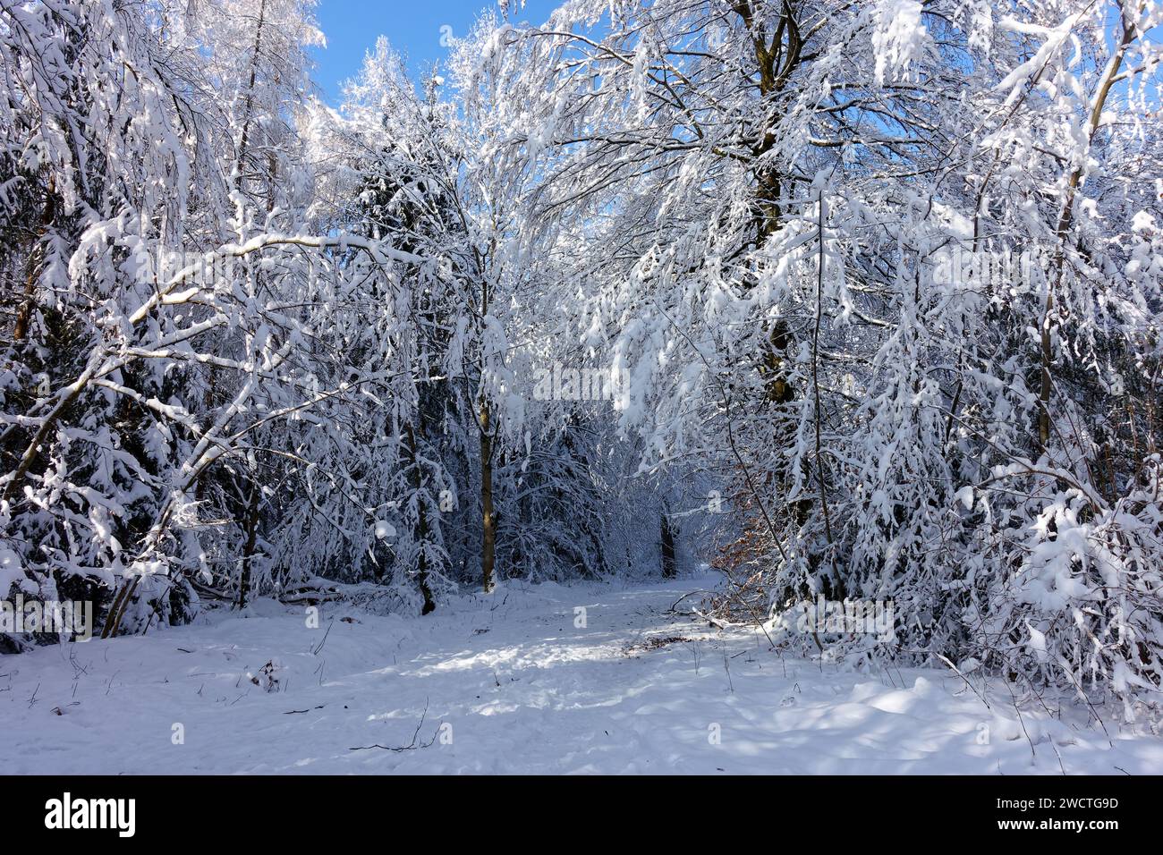 View of a frosty cold Bavarian winter landscape with lots of snow and ...