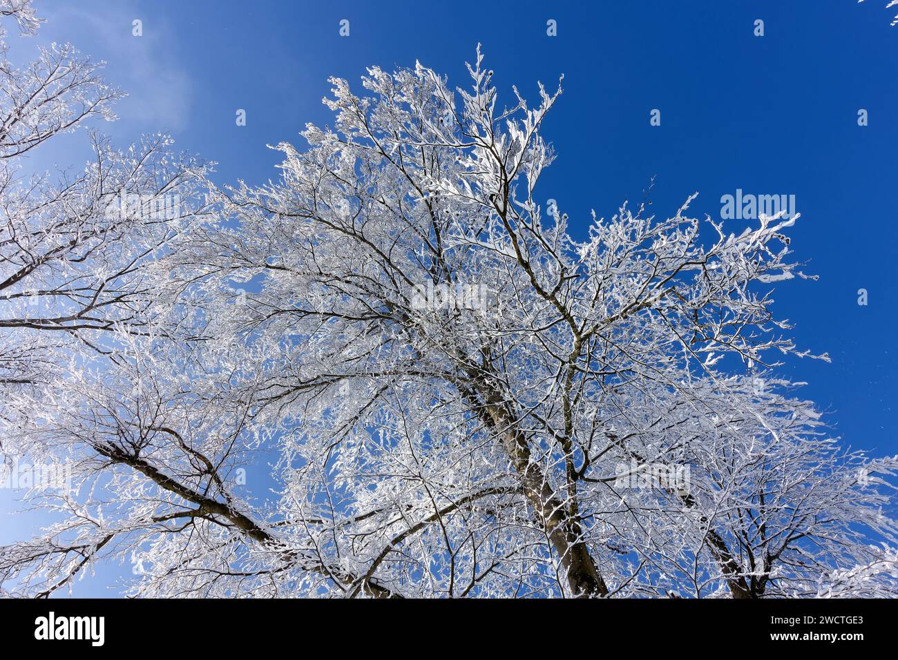 View of a frosty cold Bavarian winter landscape with lots of snow and icy trees and branches ...