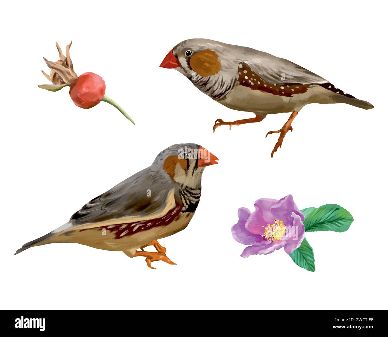 Birds and flowers. Graphic illustration isolated on white background ...