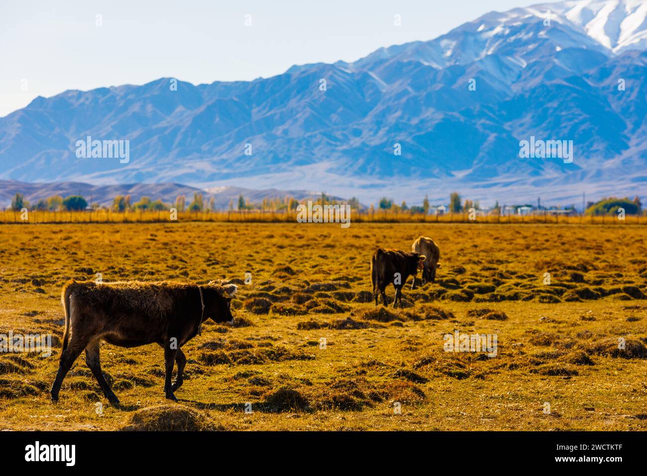 group of cows walking back home from free-range grazing on yellow dry ...