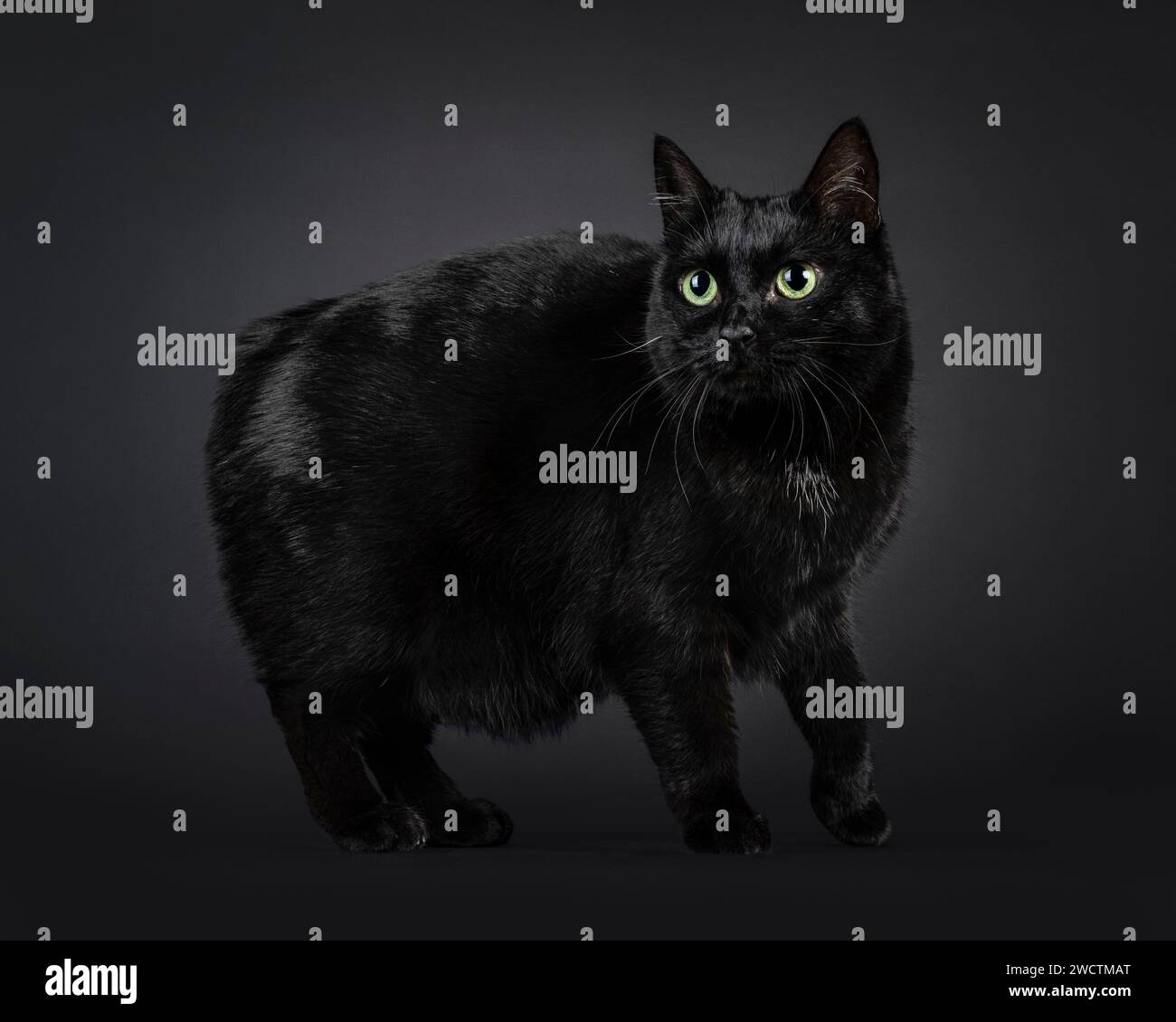 Gorgeous black tailles Manx cat, standing side ways. Looking beside ...