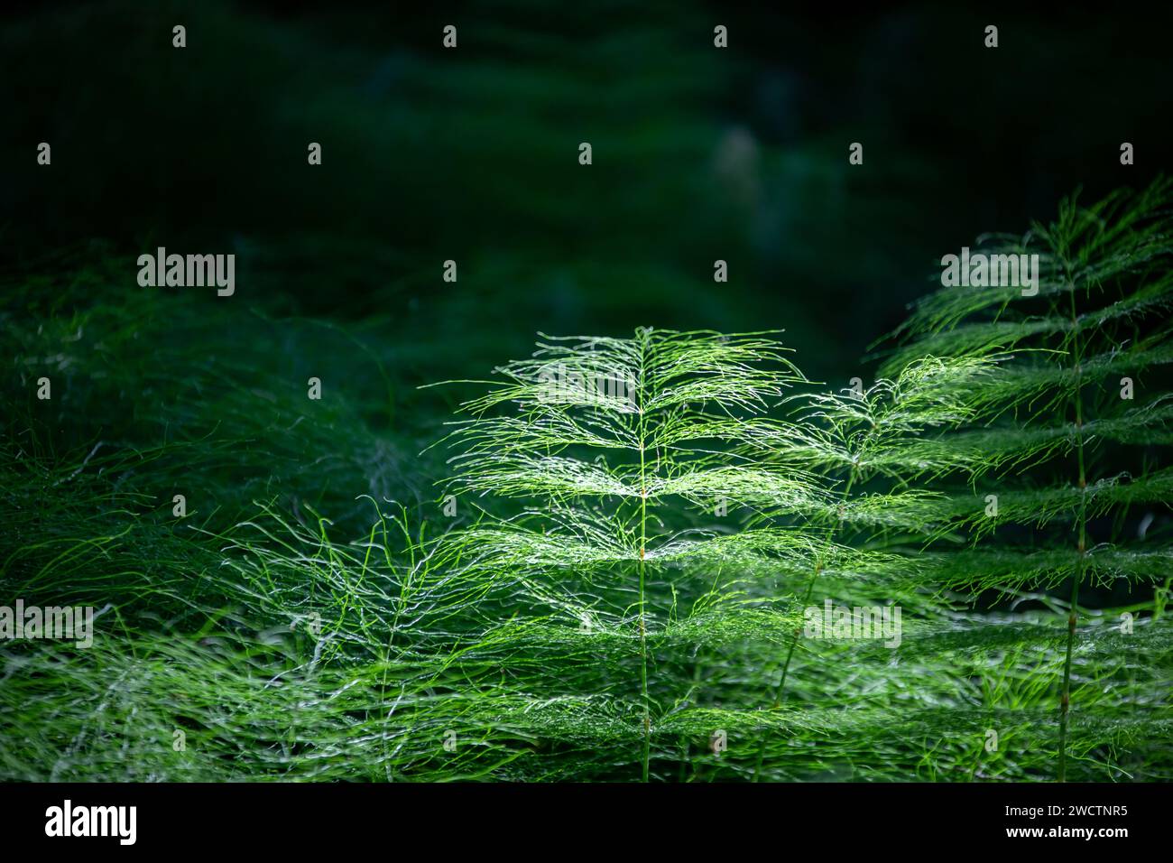 Lush forest in finland hi-res stock photography and images - Alamy