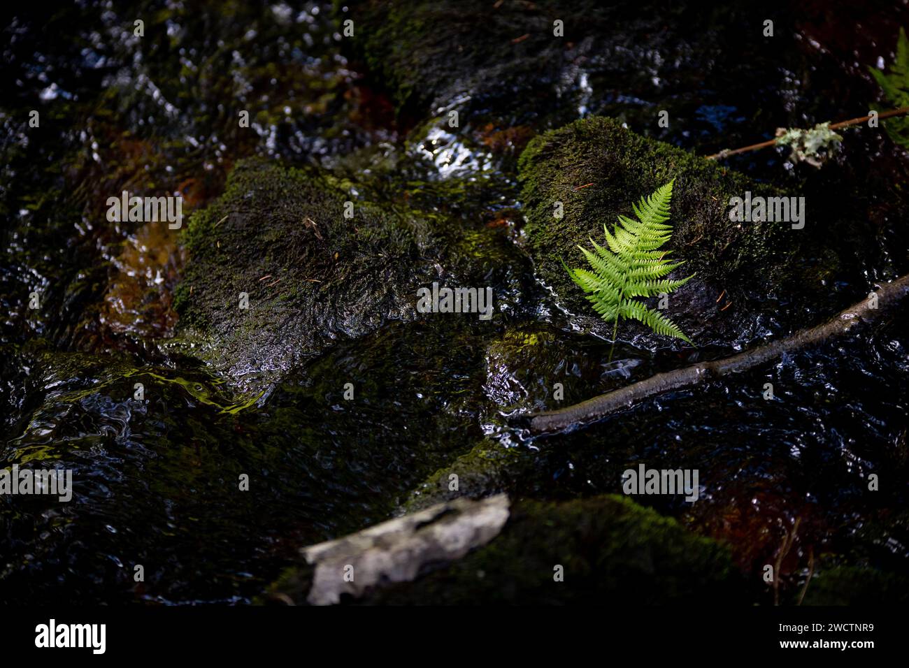 Lush forest in finland hi-res stock photography and images - Alamy