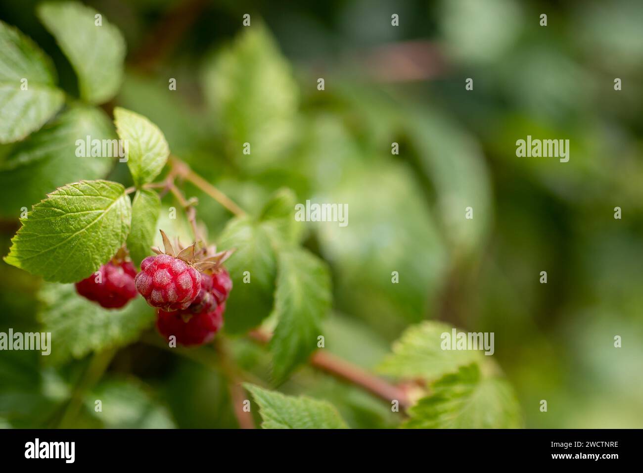 Finnish berry hi-res stock photography and images - Alamy