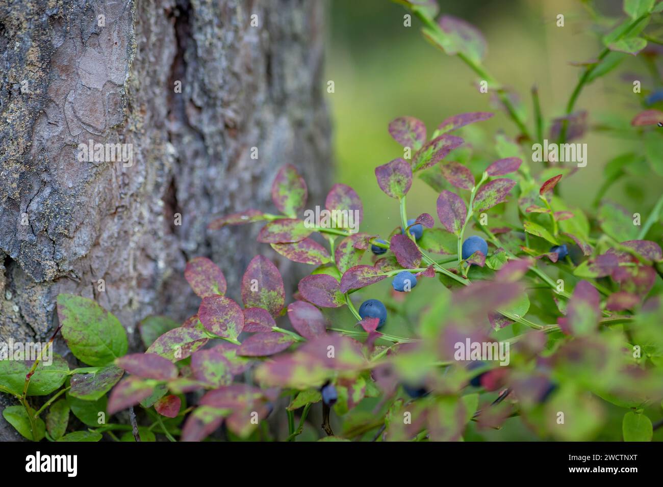 Wild berries, lignonberries and blueberries in Finnish forest during ...