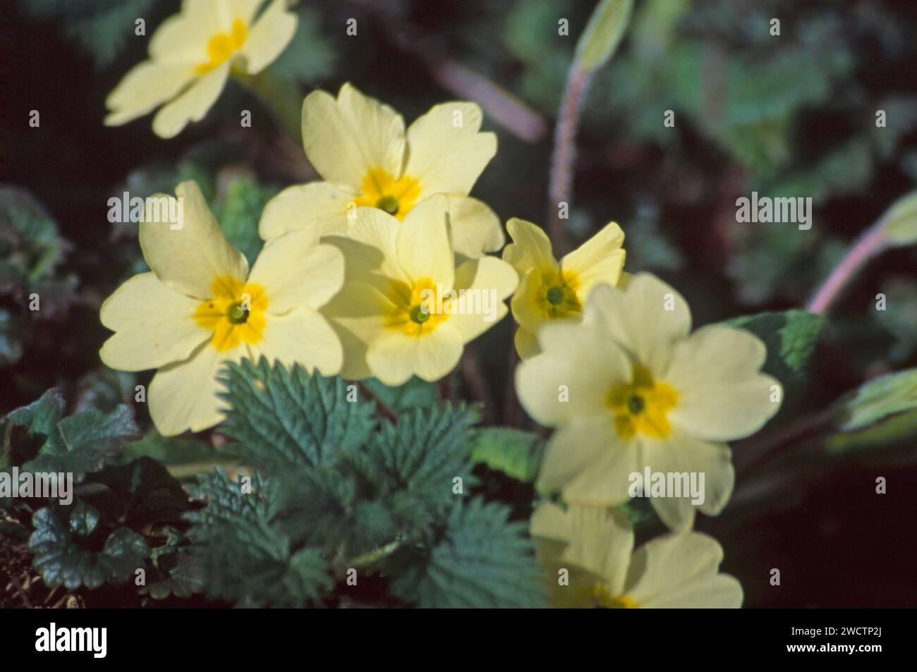 Primroses flowering on a spring day Cheshire England Stock Photo - Alamy