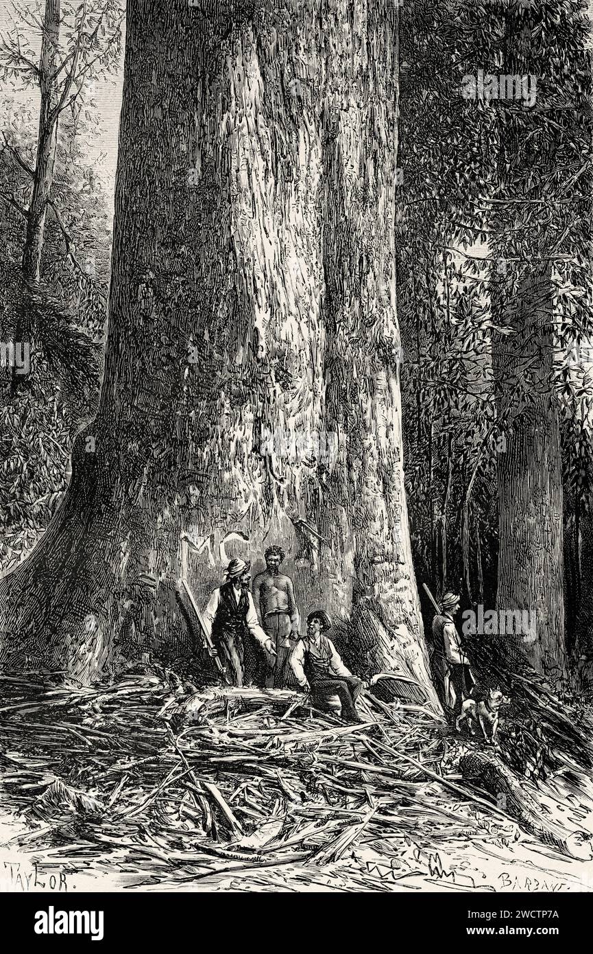 The Big Ben, Giant tree in Victoria, Australia. Six Months in Australia ...